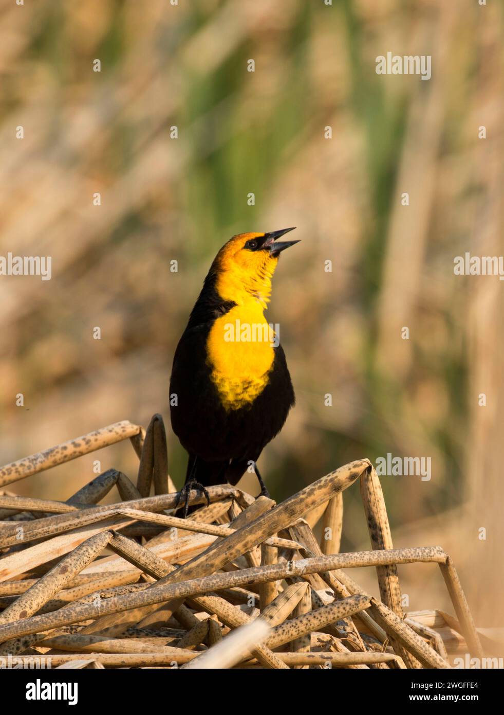 Yellow-headed blackbird (Xanthocephalus xanthocephalus), Summer Lake ...