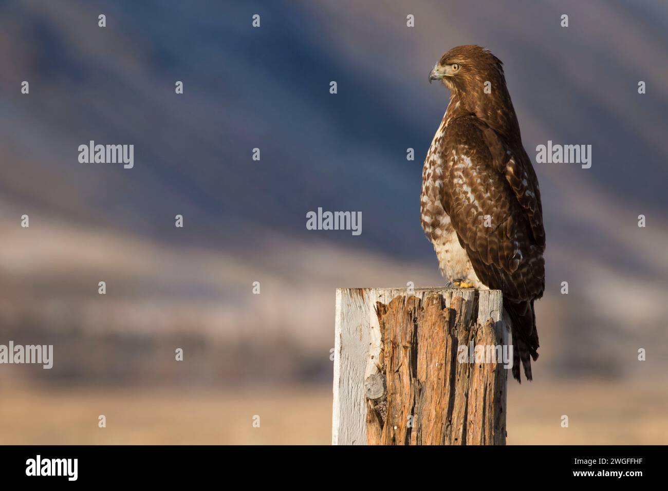 Hawk, Summer Lake Wildlife Area, Oregon Outback Scenic Byway, Oregon ...
