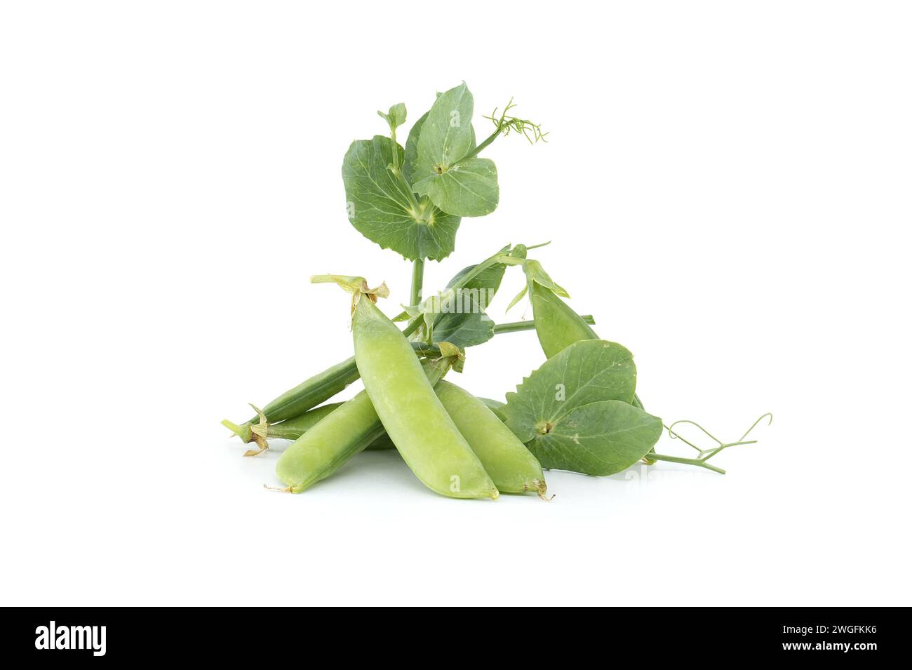 Fresh sweet peas pods with green leaves isolated on a white background ...