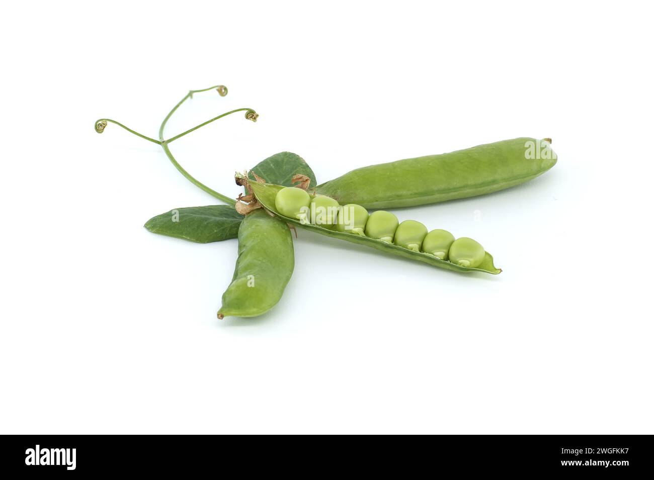 Open pea pod and round green peas inside in close up isolated on white ...