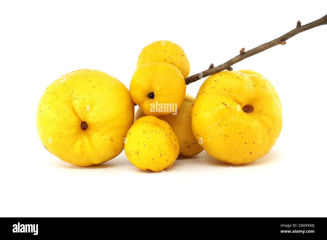 Collection of yellow quince fruits isolated on white background, full ...