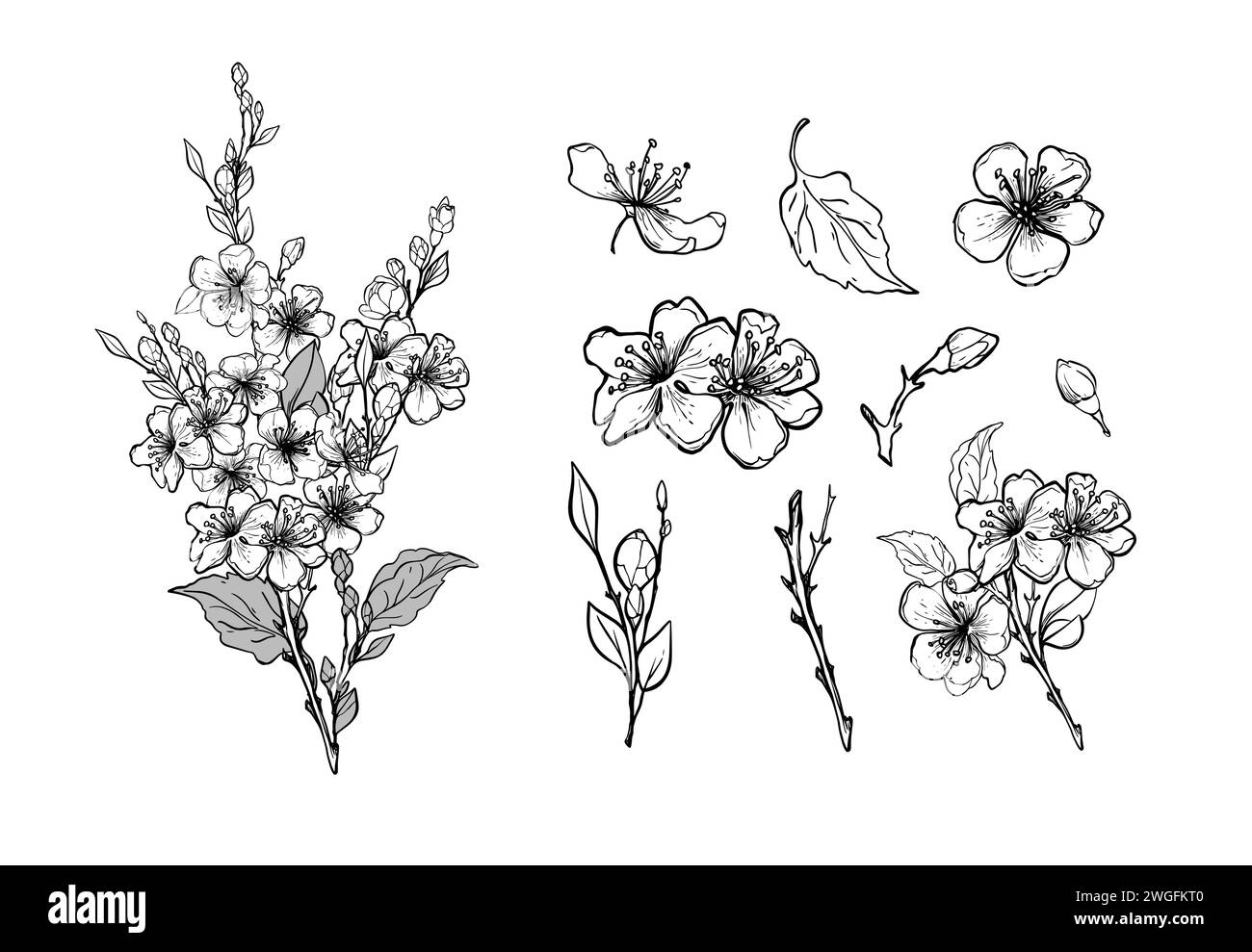Set of elements of a blossoming branch of sakura, apple tree, peach ...