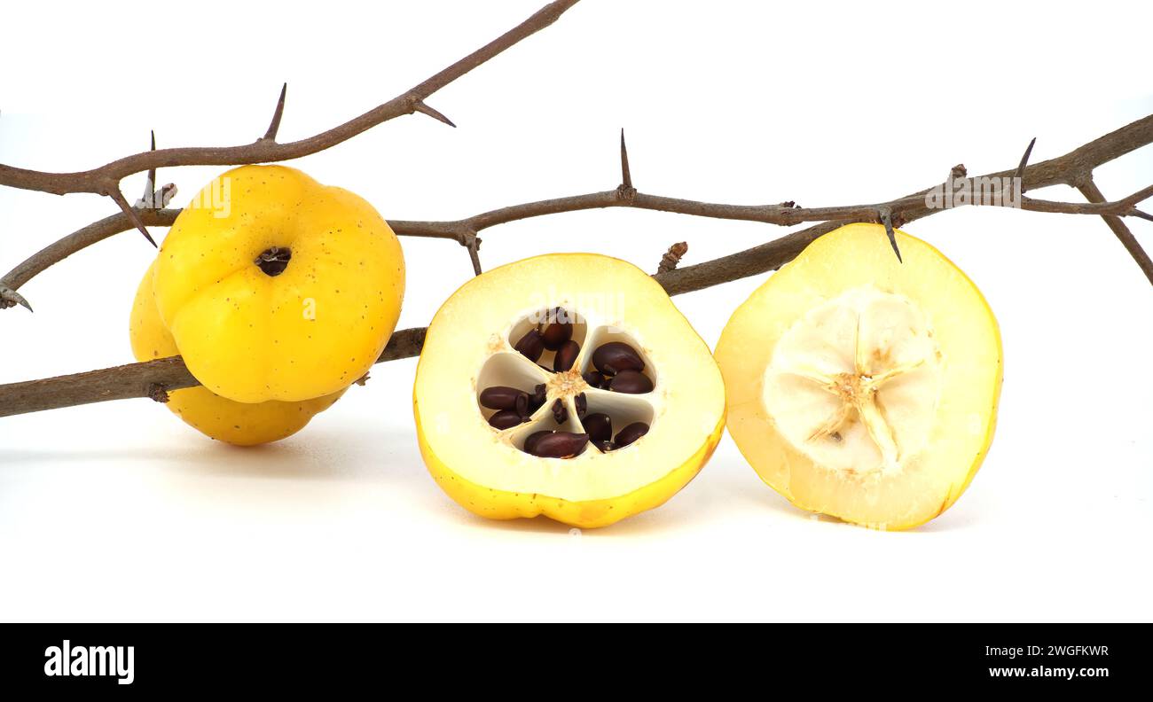 Bright golden-yellow quince fruits on leafless thorny branch and halved ...