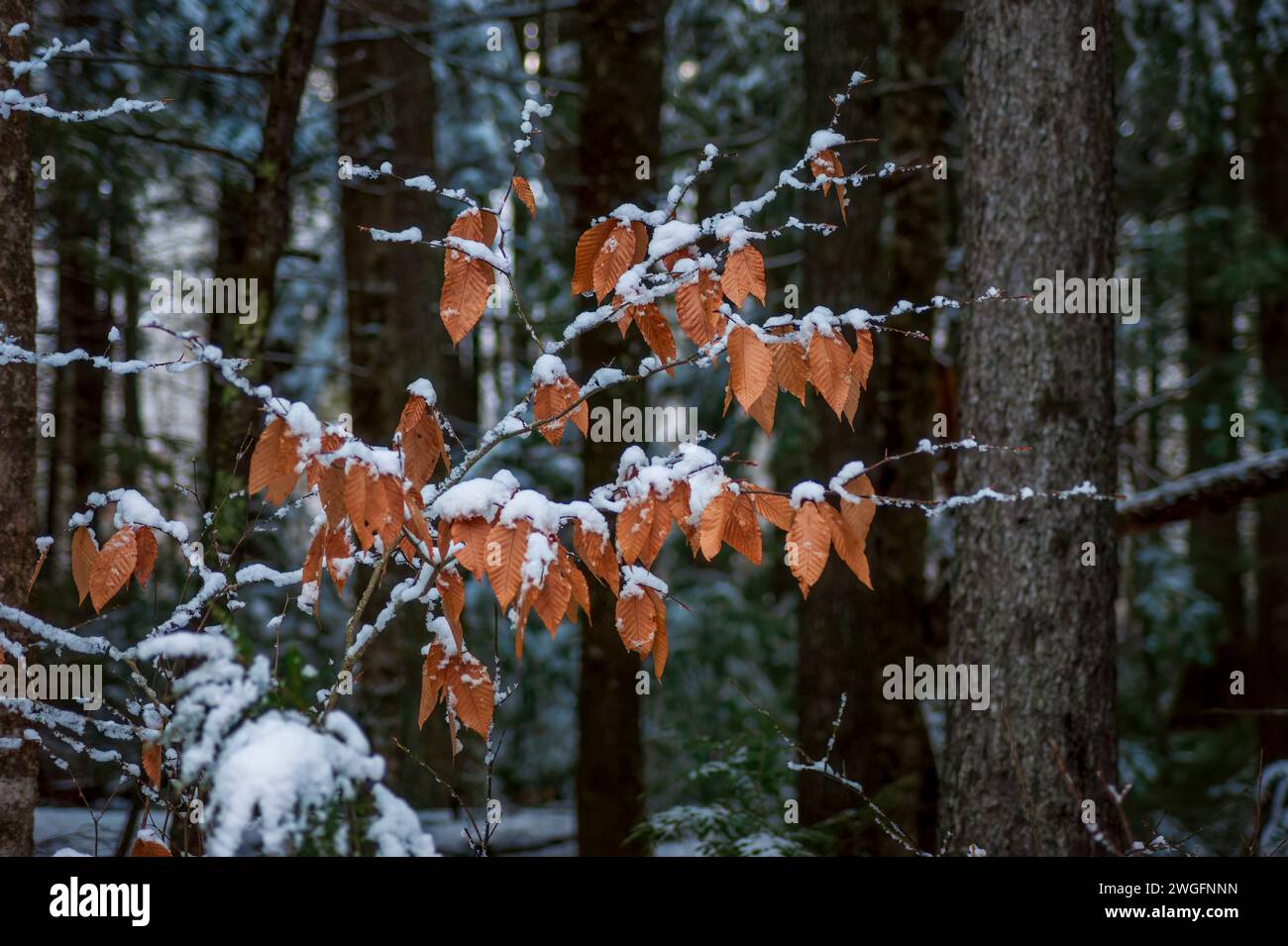 American beech (Fagus grandifolia). Tree branch with marcescent foliage ...