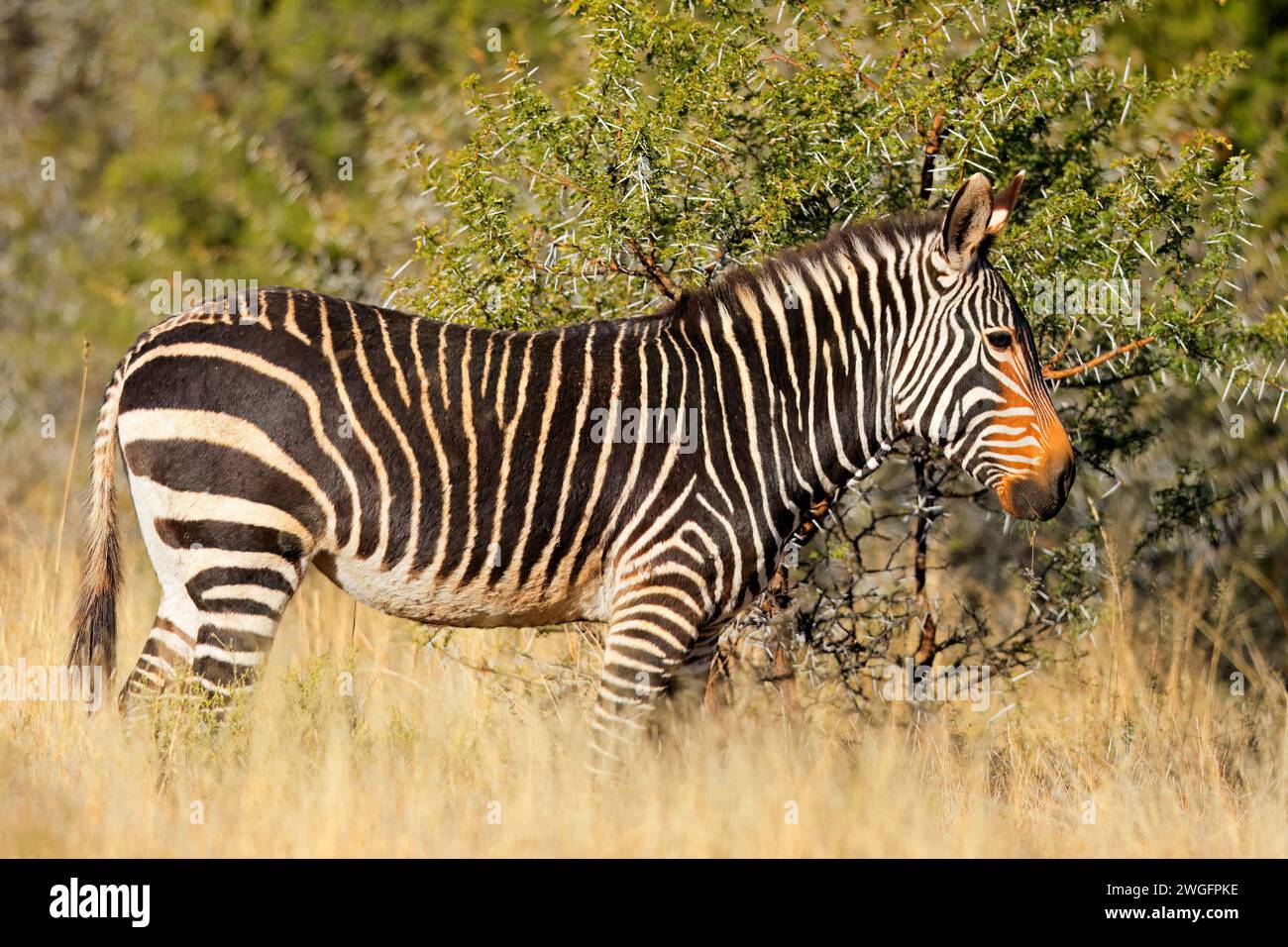 Cape mountain zebra (Equus zebra) in natural habitat, Mountain Zebra ...