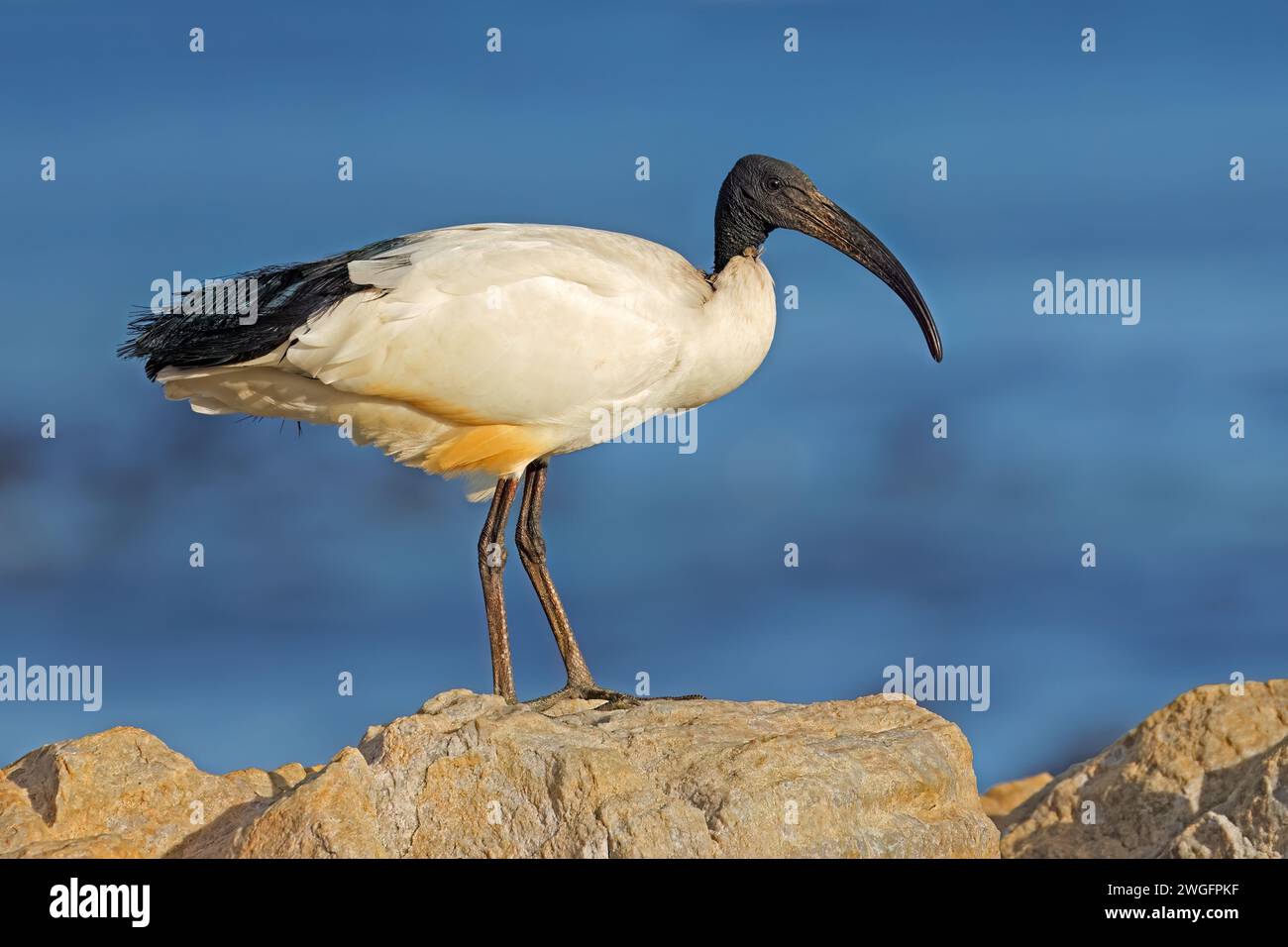 African ibis hi-res stock photography and images - Alamy