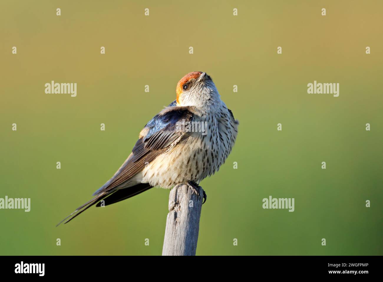 Greater striped swallow cecropis cucullata hi-res stock photography and ...