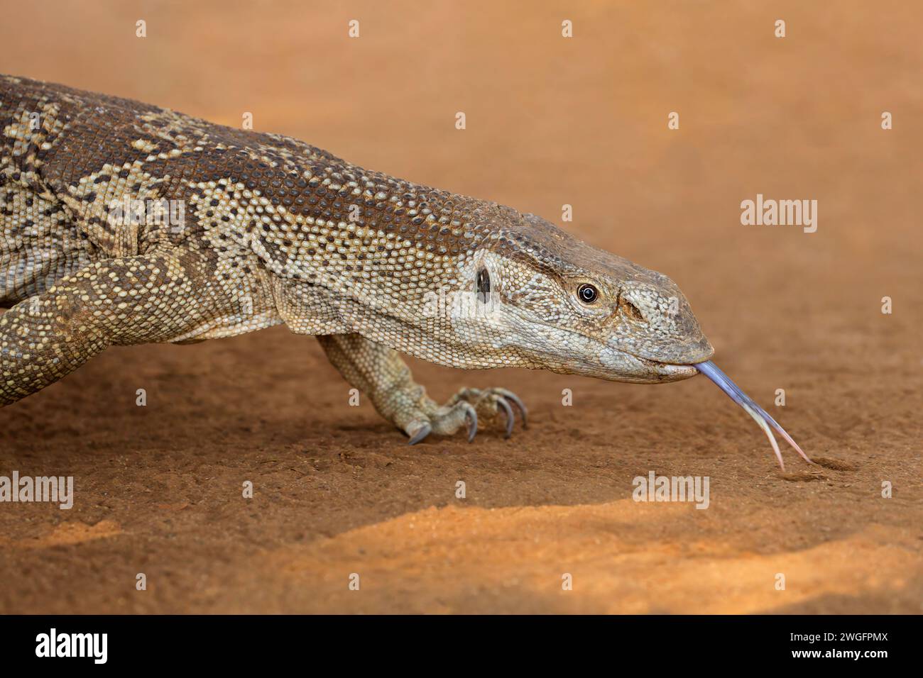 Portrait of a rock monitor (Varanus albigularis), Kruger National Park ...