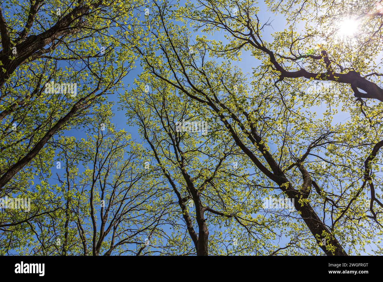 spring sun shining through canopy of tall trees with fresh green leaves ...