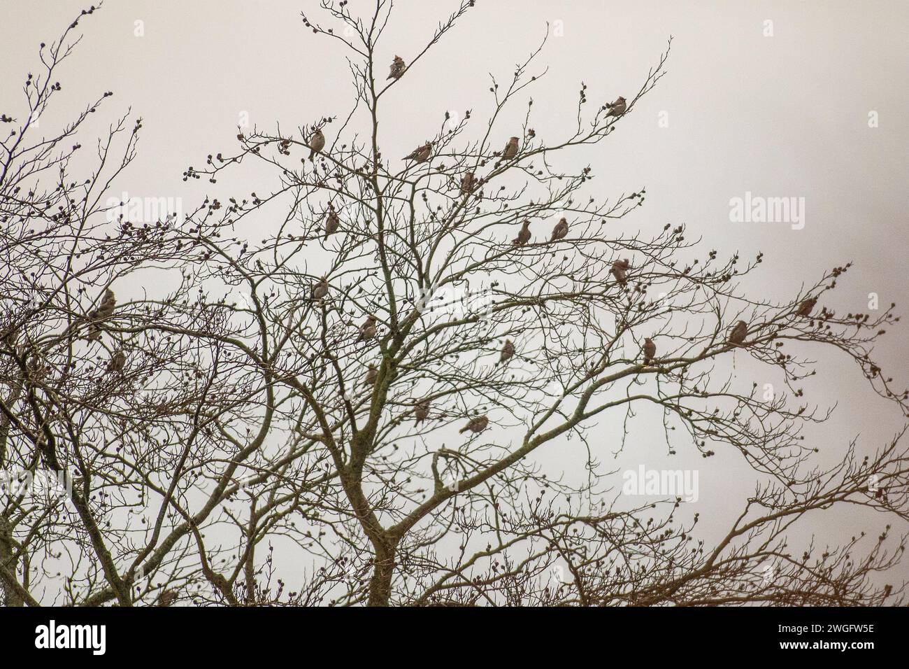 Potters Gate, Farnham. 04th February 2024. Overcast conditions across ...