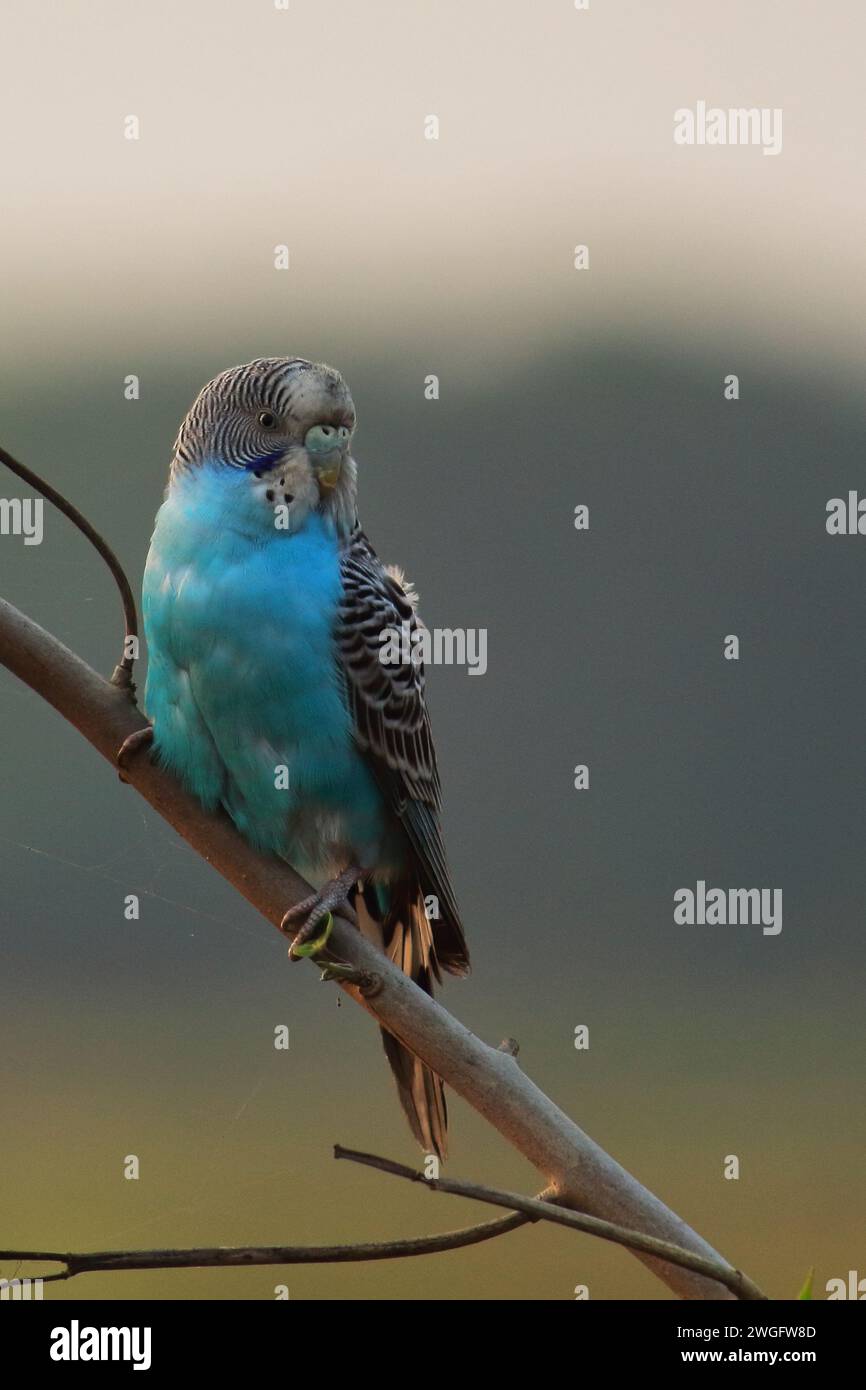 Blue budgie hi-res stock photography and images - Alamy