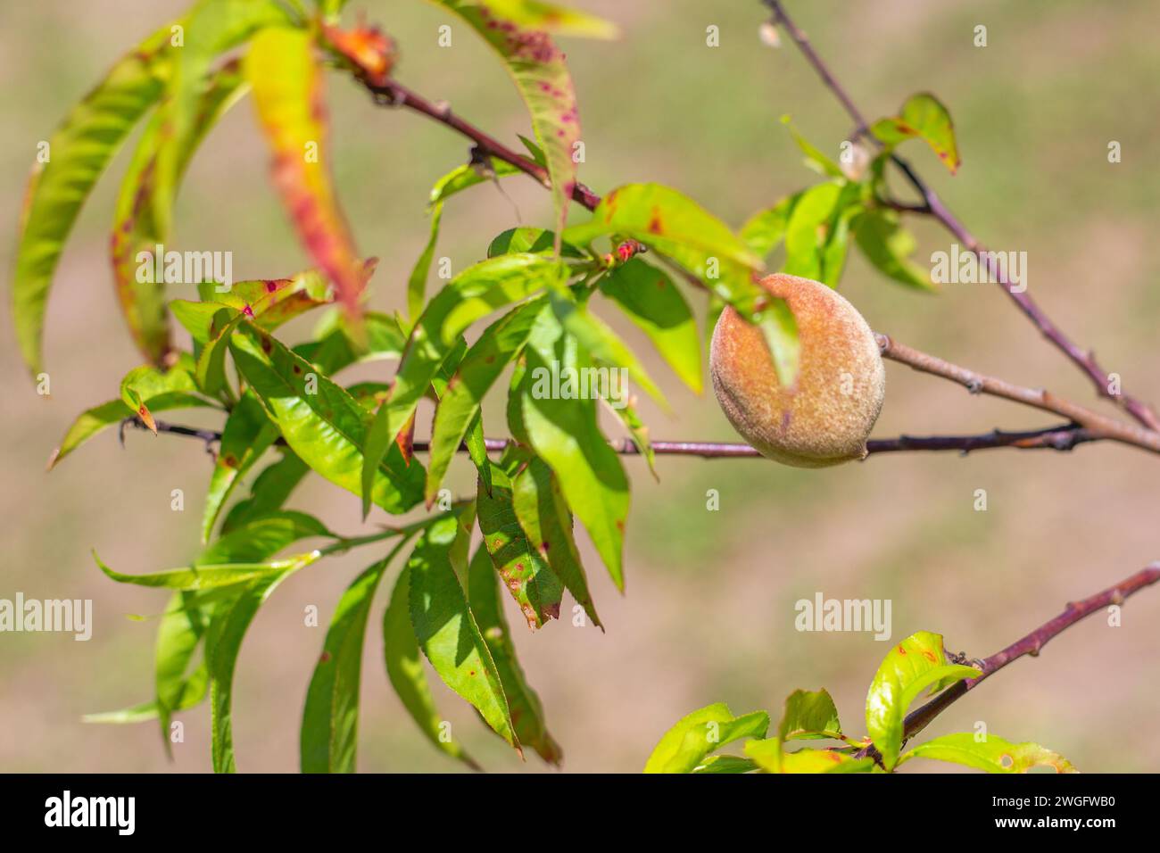Young peaches growing on a diseased tree. Treatment for diseases and ...