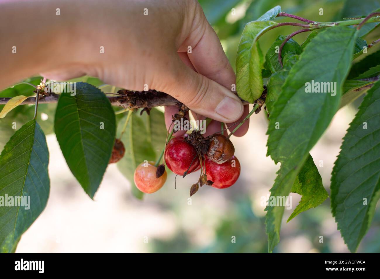 A gardener examines cherry berries on a branch affected by gray rot ...