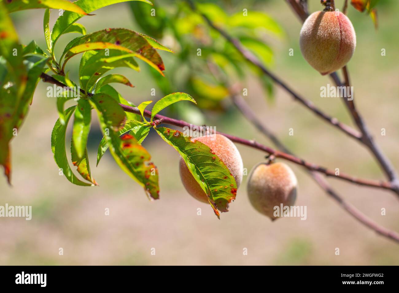 Young peaches growing on a diseased tree. Treatment for diseases and ...