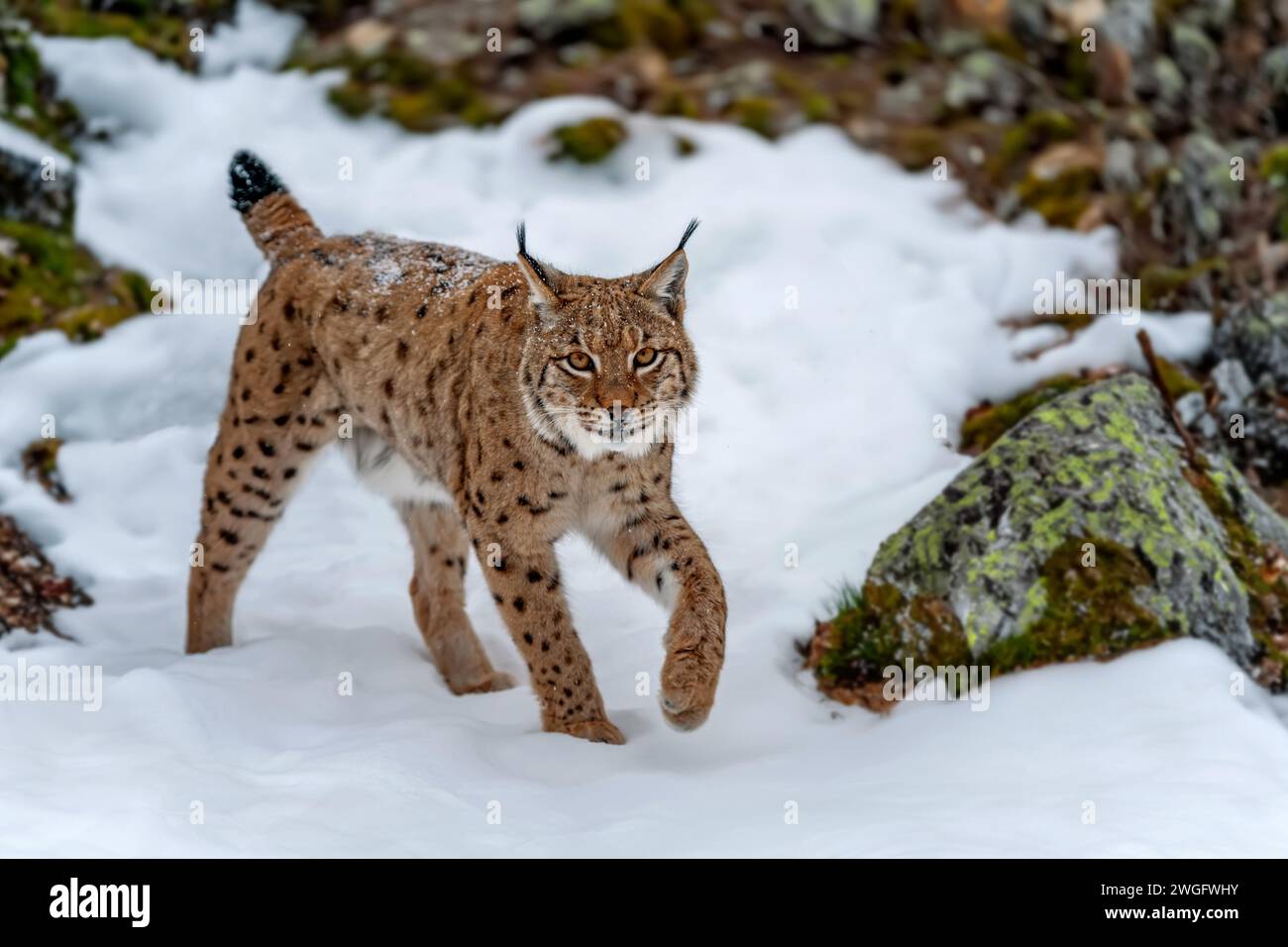 Closeup Adult Lynx in cold time. Bobcat snow in wild winter nature ...