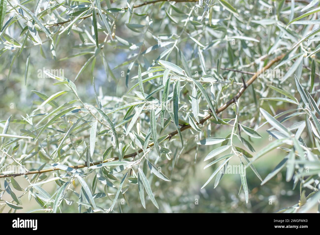 Long narrow leaves hi-res stock photography and images - Alamy