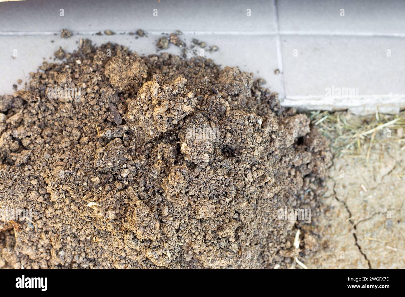 The mole dug up a pile of earth near the path in the garden. Fighting ...