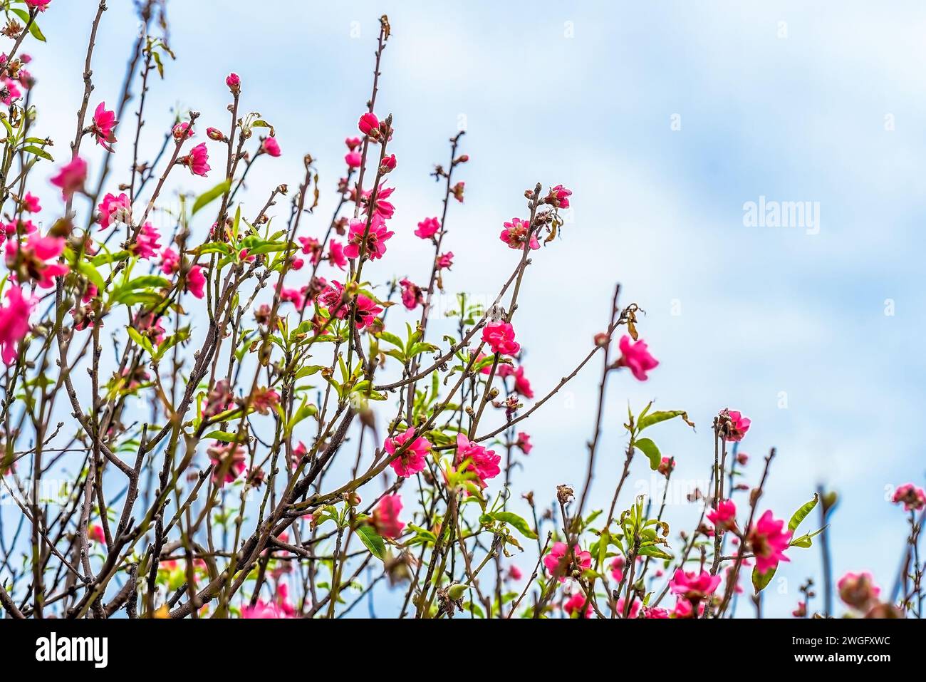 First flowers of sakura tree growing in Vietnam Stock Photo - Alamy