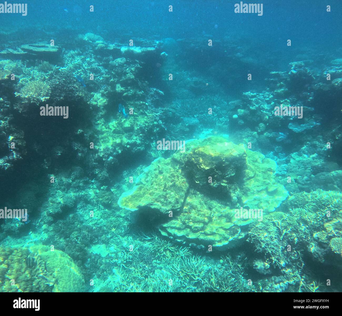 Porites coral bommie overturned from nearby reef wall by rough weather ...
