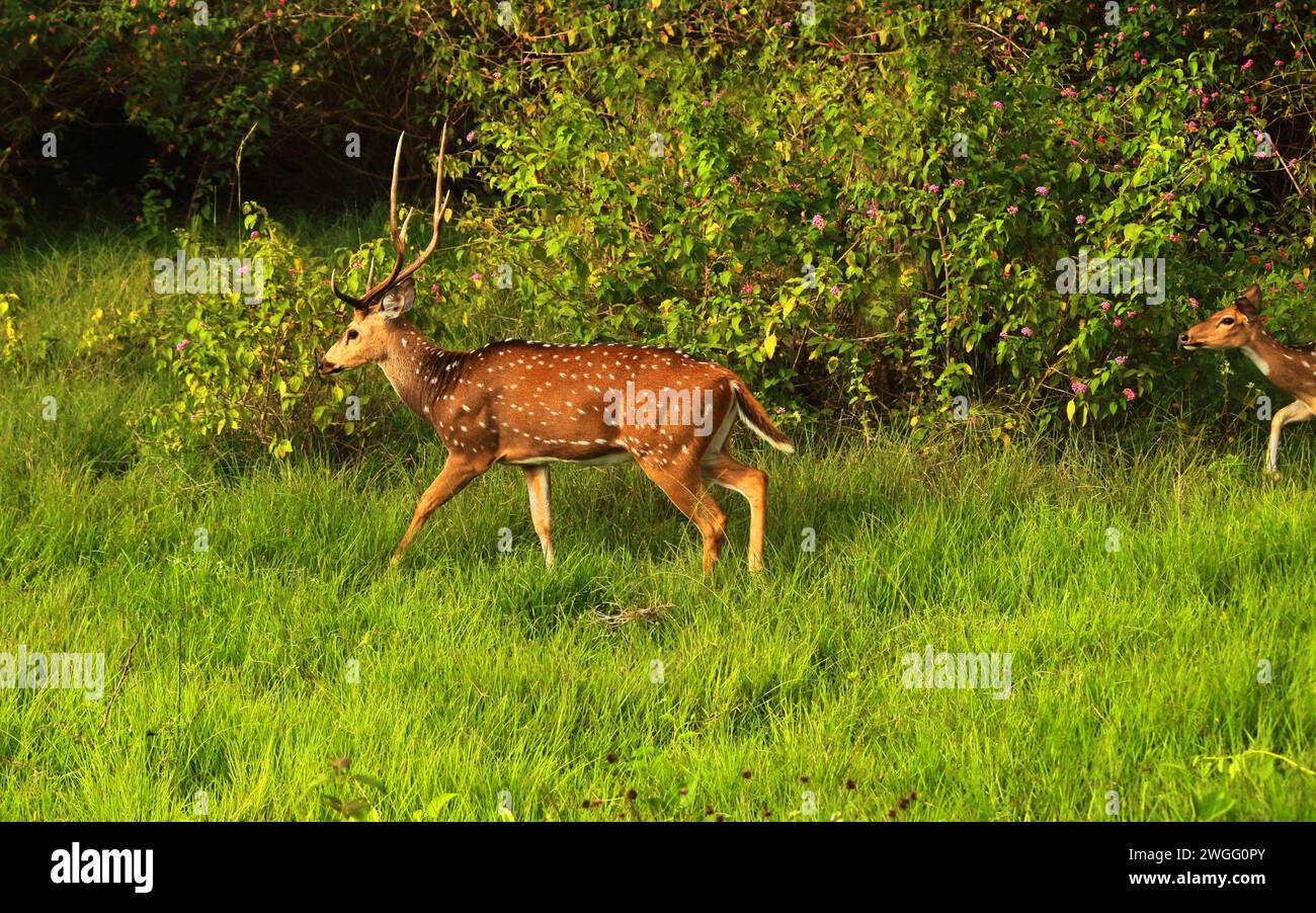 a male Chita or cheetal, also known as spotted deer (axis axis) in a ...
