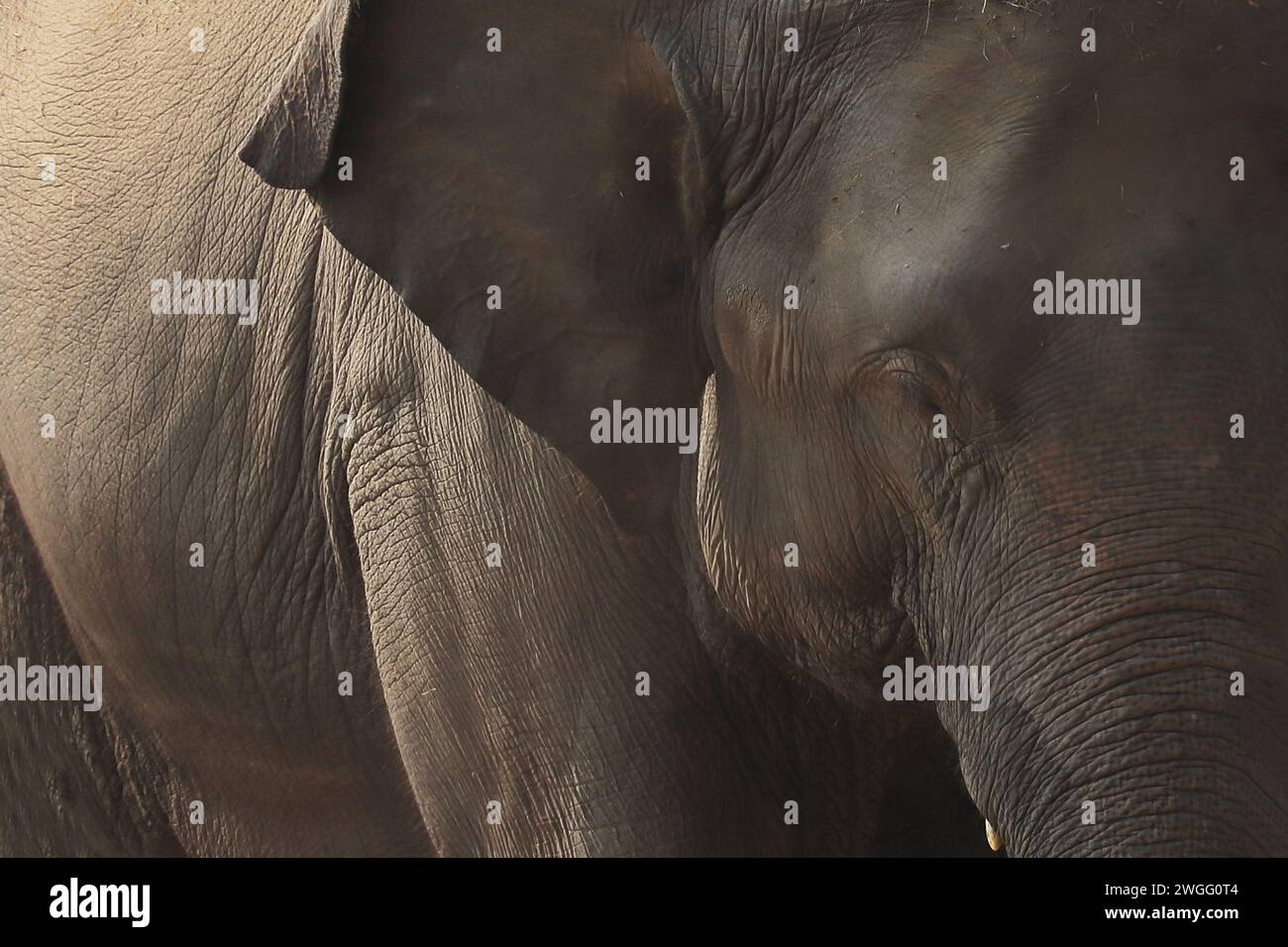 close up of a beautiful and huge female indian elephant (elephas ...