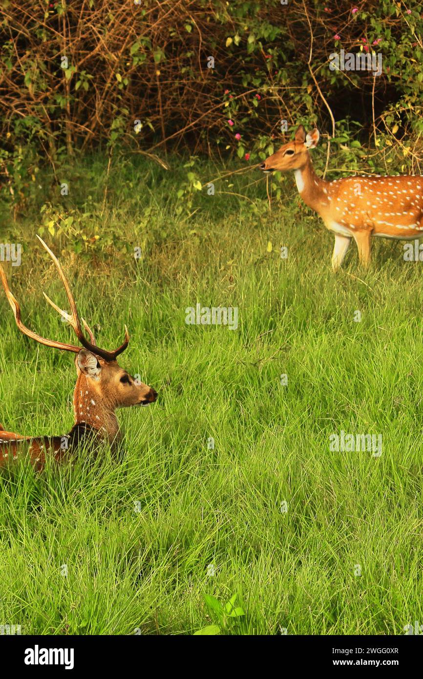 a male Chita or cheetal, also known as spotted deer (axis axis) in a ...