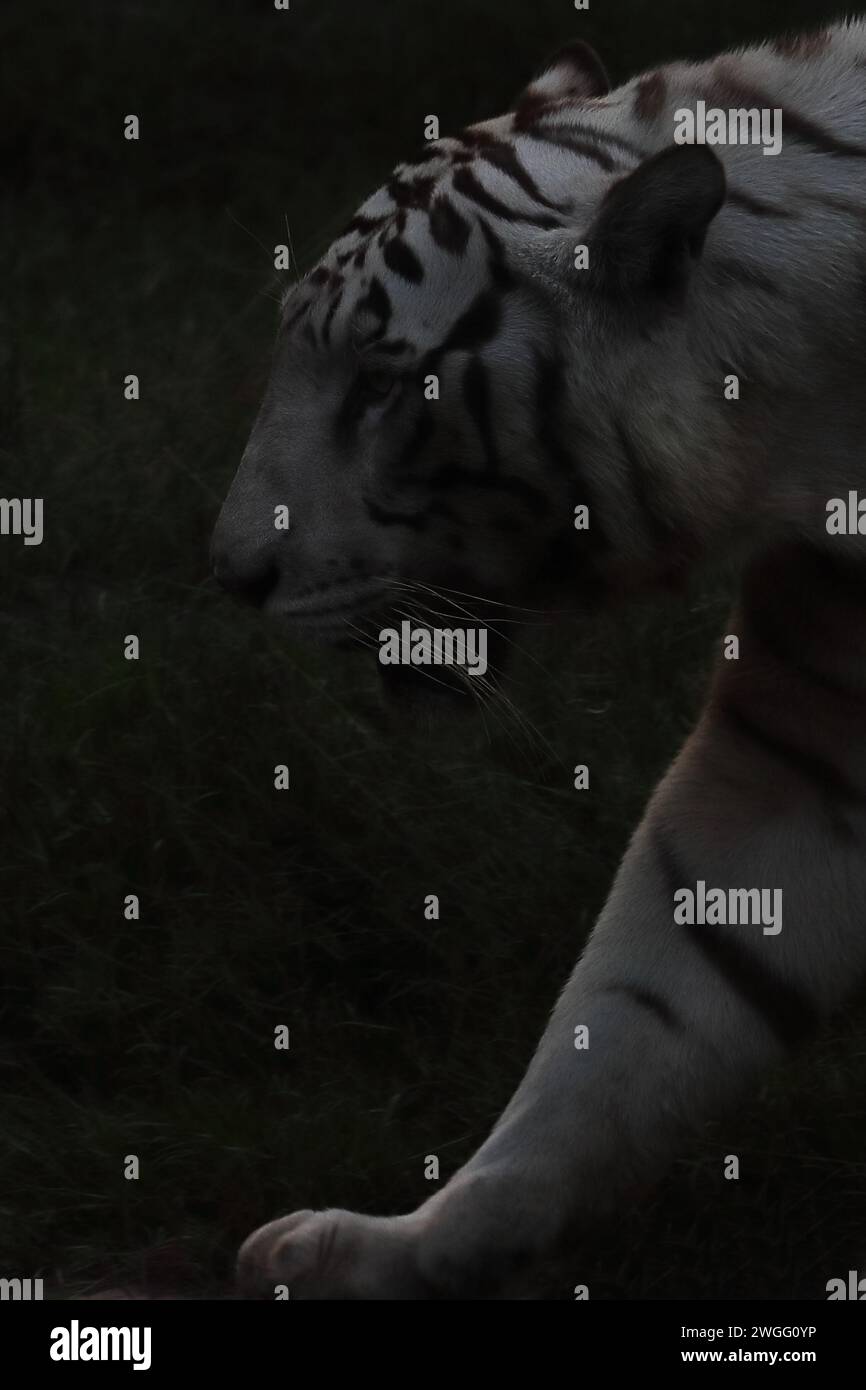 endangered and very rare white color bengal tiger (panthera tigris ...