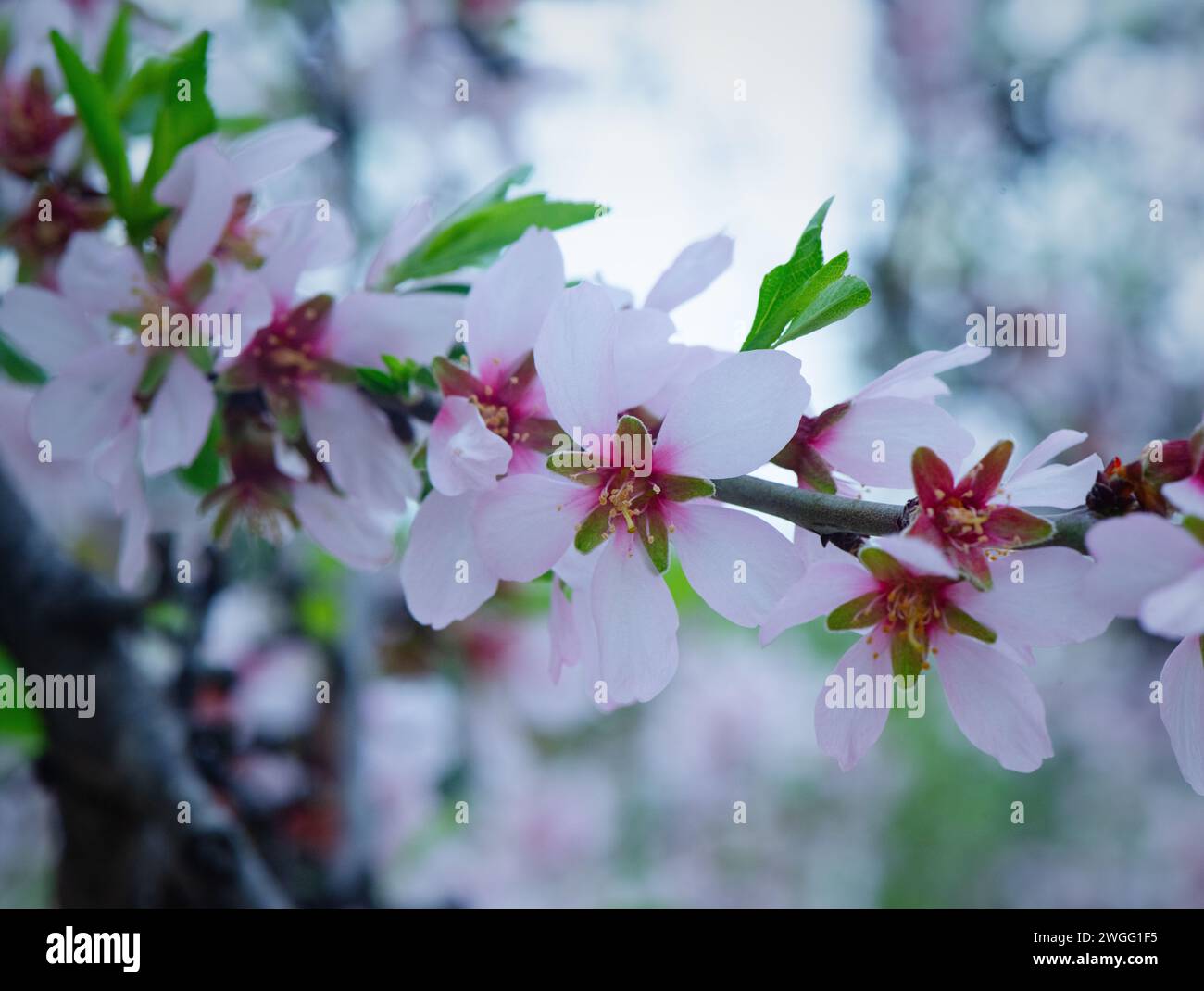 Almond blossoms. Almond tree. White flowers. Flower background Stock ...