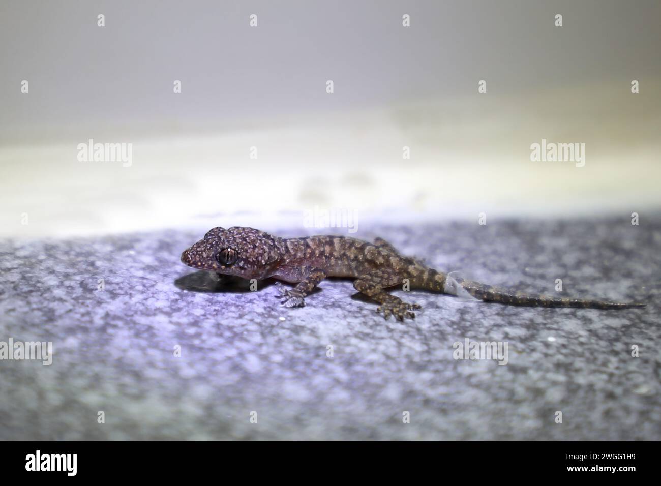 Moreaus tropical house gecko hi-res stock photography and images - Alamy