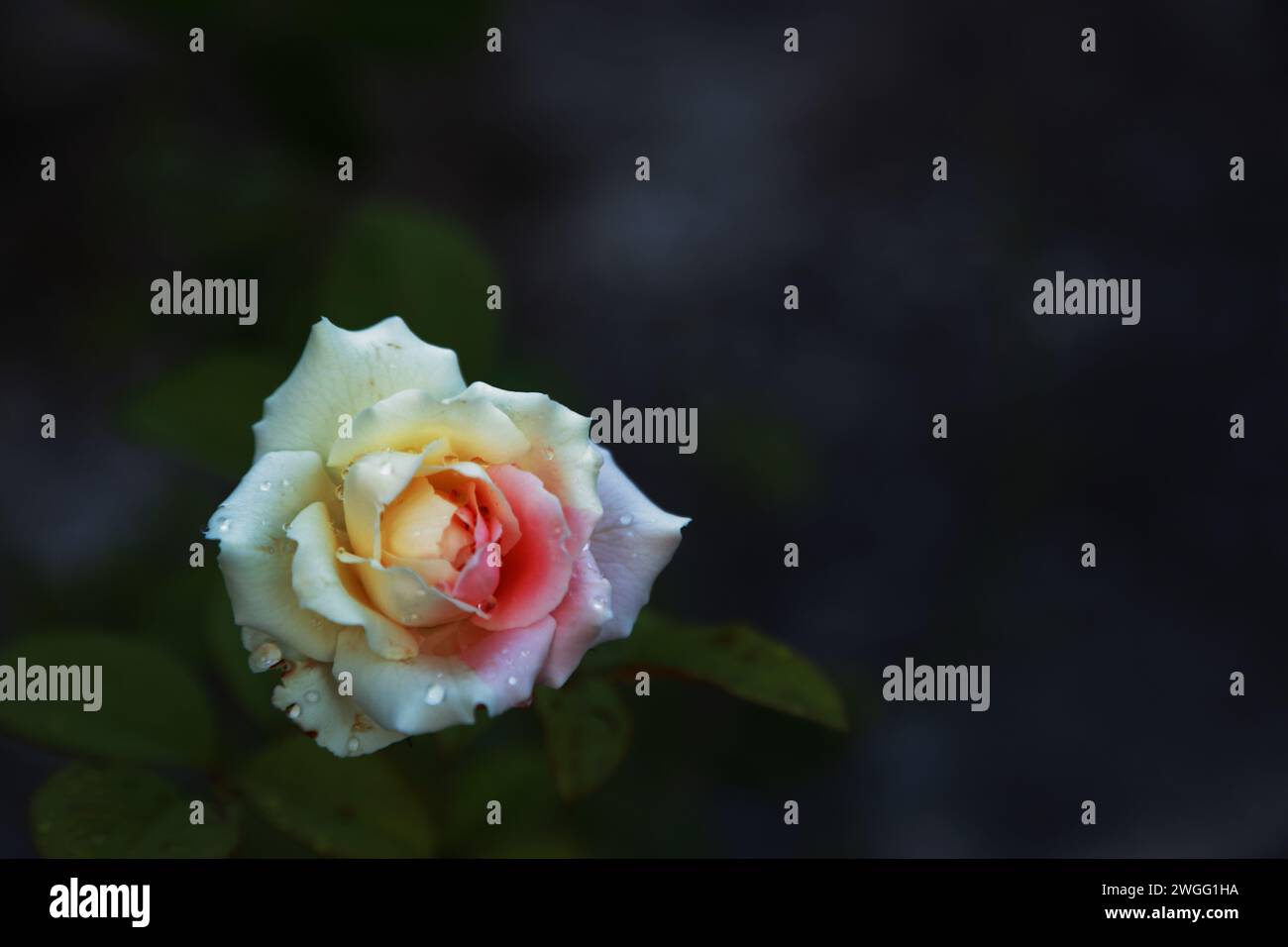 Beauty and emotion hi-res stock photography and images - Alamy