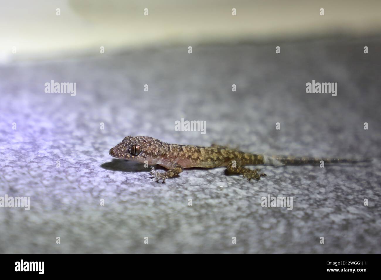 Afrikanischer Hausgecko / Moreau's tropical house gecko or Afro ...