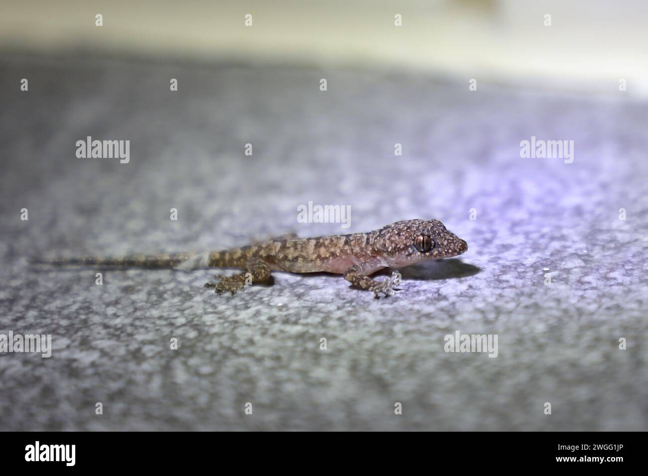 Afrikanischer Hausgecko / Moreau's tropical house gecko or Afro ...