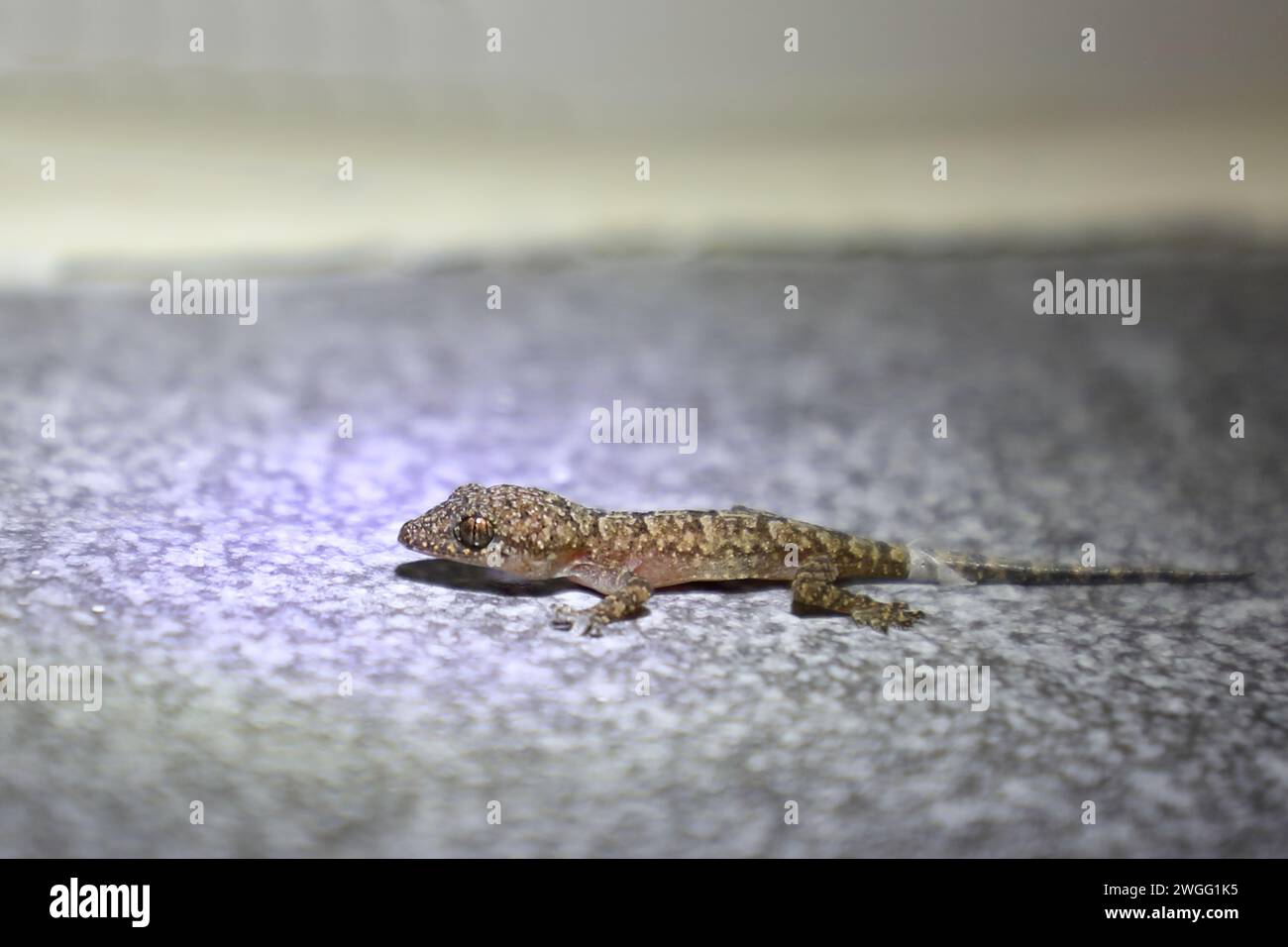 Moreaus tropical house geckos hi-res stock photography and images - Alamy