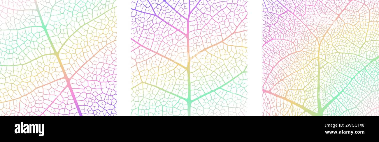 Leaf vein texture abstract background with close up plant leaf cells ...