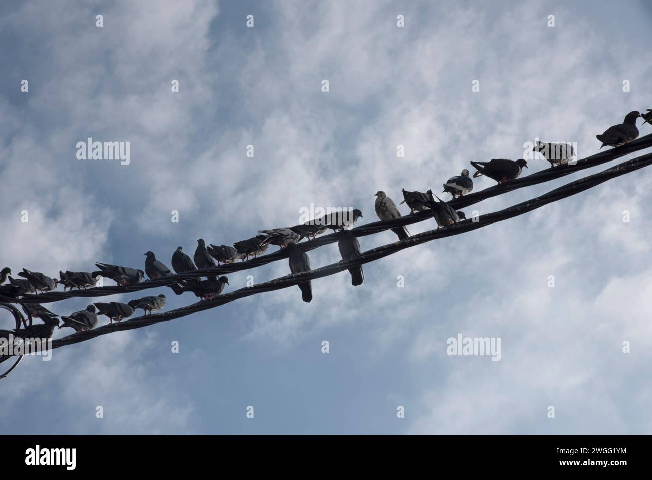 flock of pigeons hanging around the electric street pole Stock Photo ...