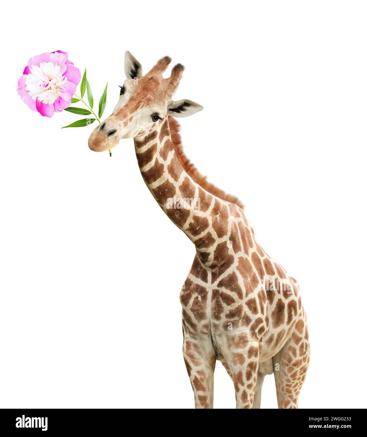 Giraffe face head hanging upside down. Curious gute giraffe with flower ...