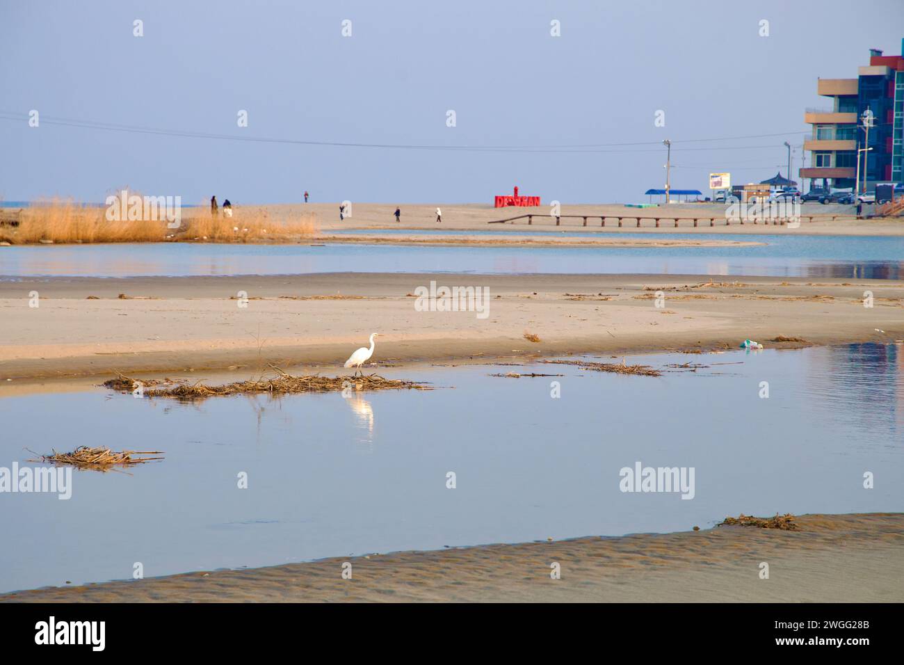 Korean crane hi-res stock photography and images - Alamy
