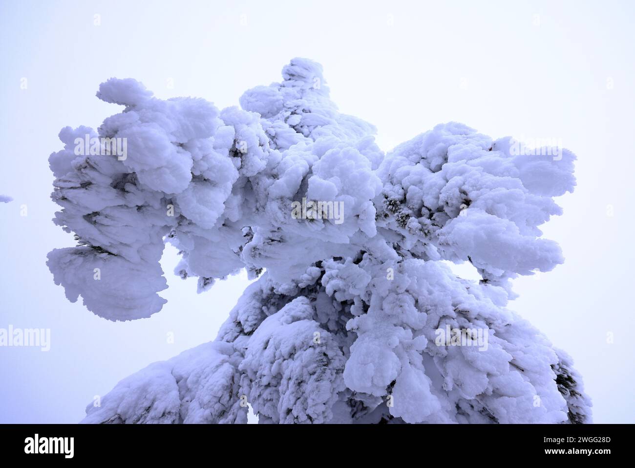 Tsuruga Castle (Wakamatsu castle) a concrete replica of 14th-century ...