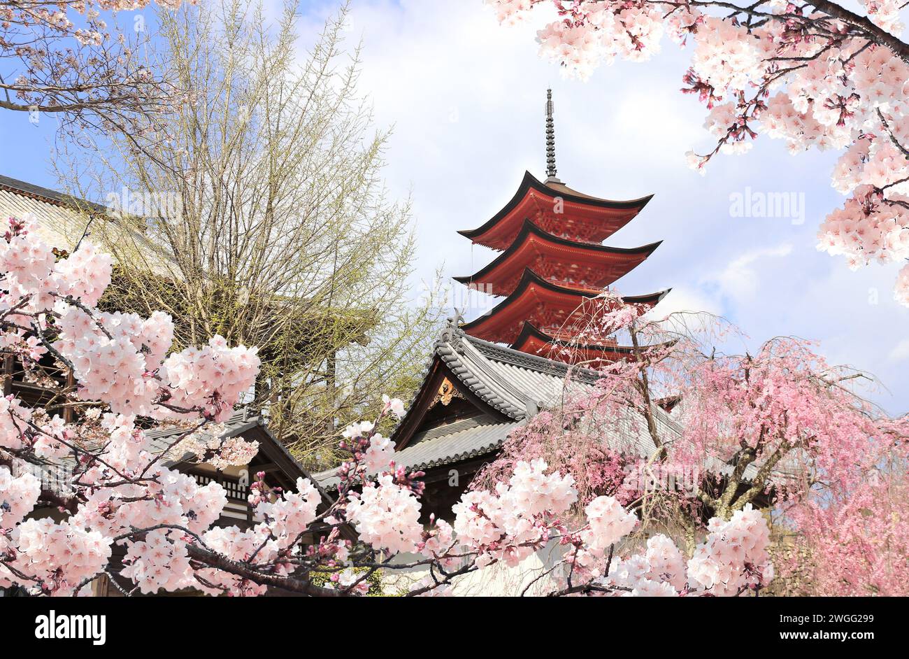 Goju-no-to pagoda (Five storied pagoda), Itsukushima shrine. Sakura ...
