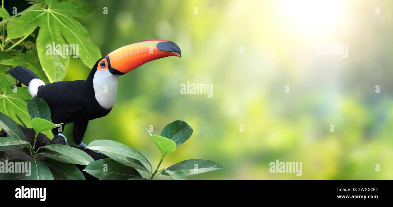 Horizontal banner with beautiful colorful toucan bird (Ramphastidae) on ...