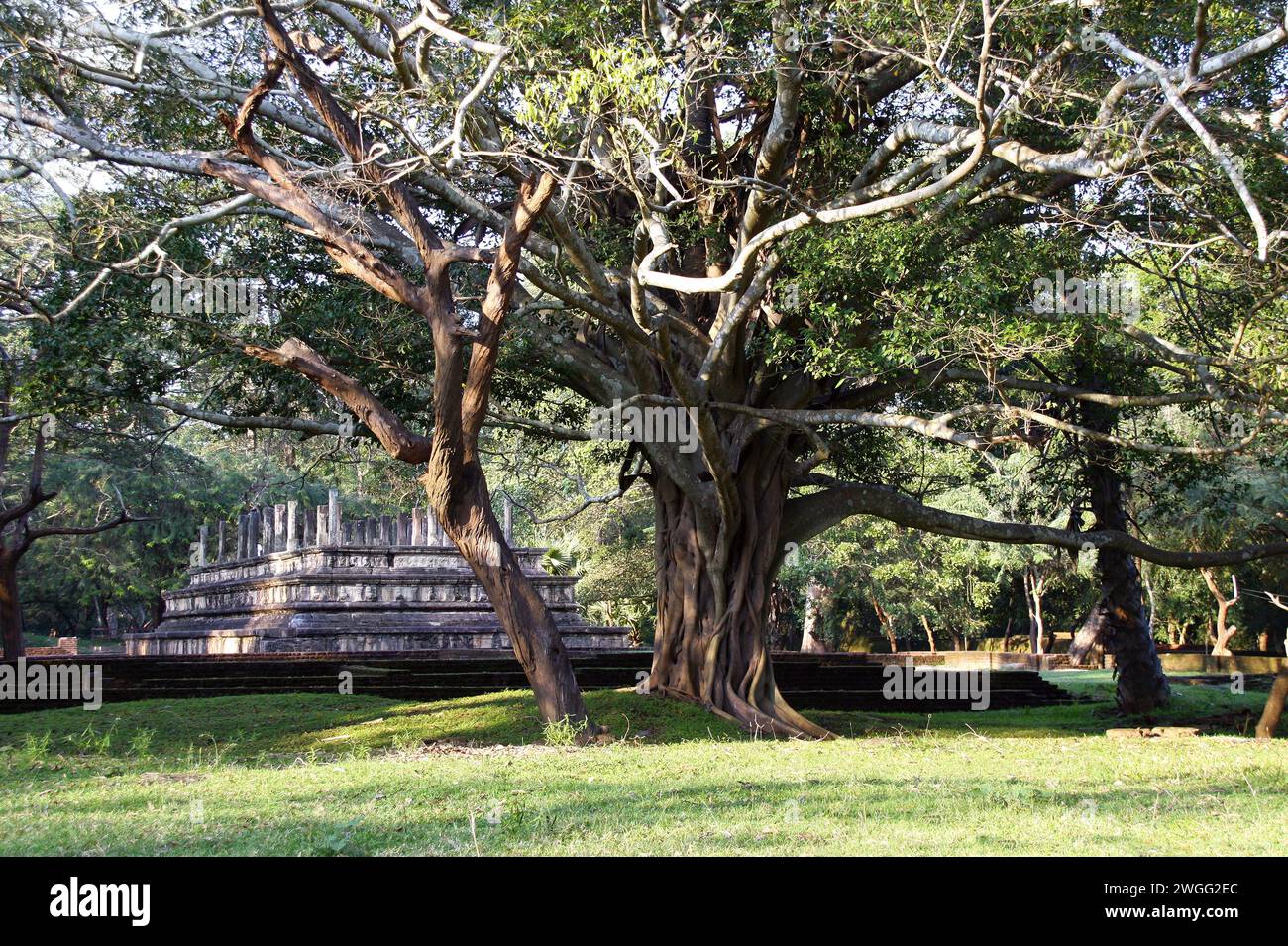 Giant tree in park and ruins of the palace of Nissankamalla (ancient ...