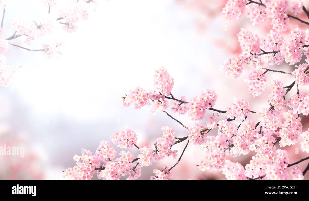 Horizontal banner with sakura flowers of pink color on misty backdrop ...
