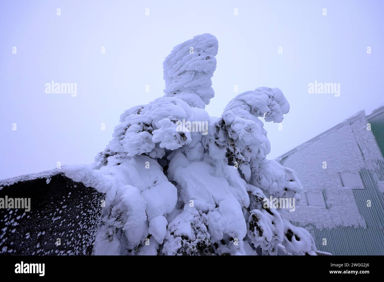 Tsuruga Castle (Wakamatsu castle) a concrete replica of 14th-century ...