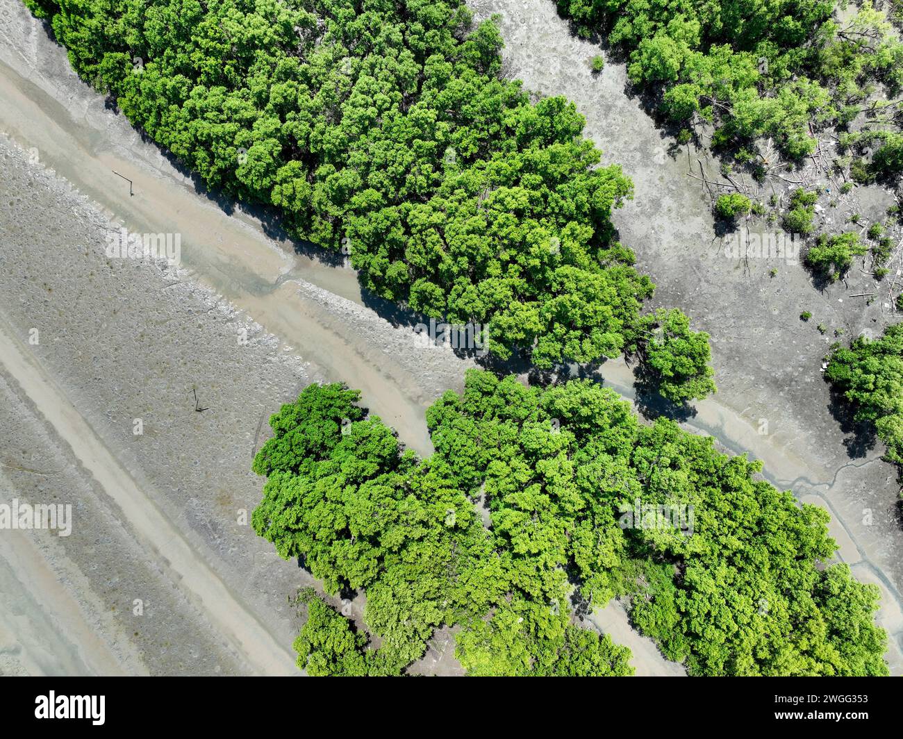 Green mangrove forest with morning sunlight. Mangrove ecosystem ...