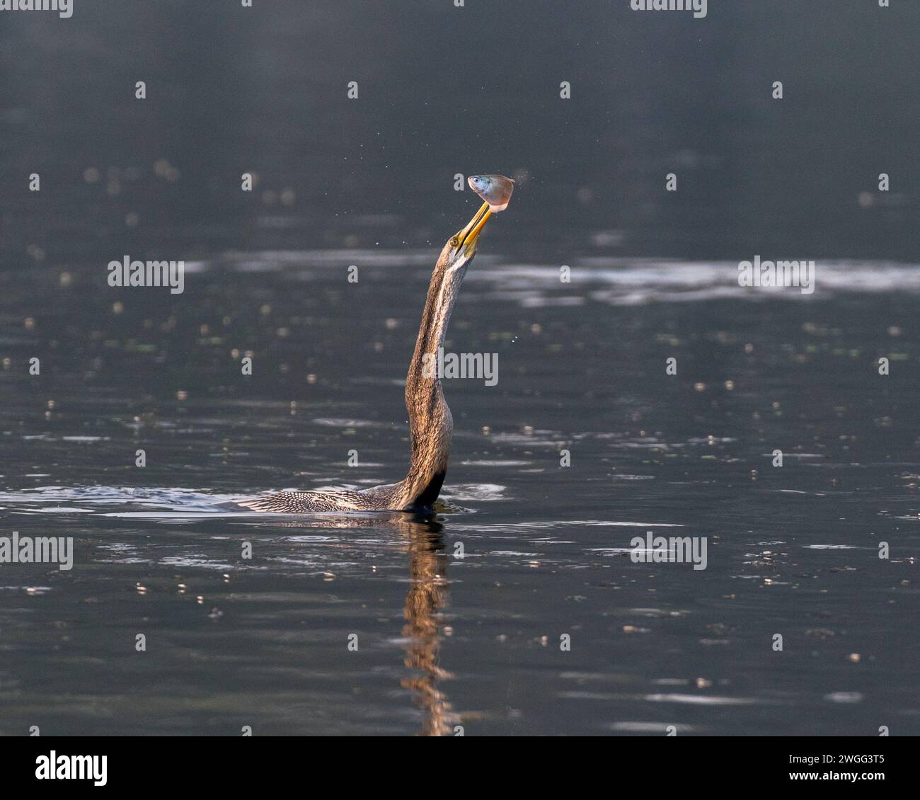 Snake catching bird hi-res stock photography and images - Alamy