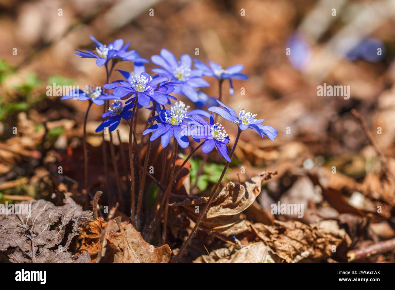 Hepatic plants hi-res stock photography and images - Alamy