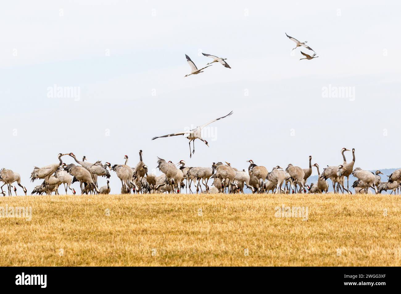 Flock of cranes on a stubble field Stock Photo - Alamy