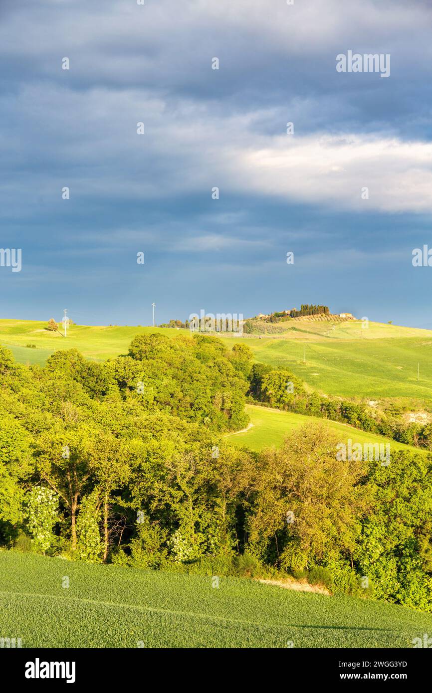 Grove of trees at the fields in a rural landscape Stock Photo - Alamy