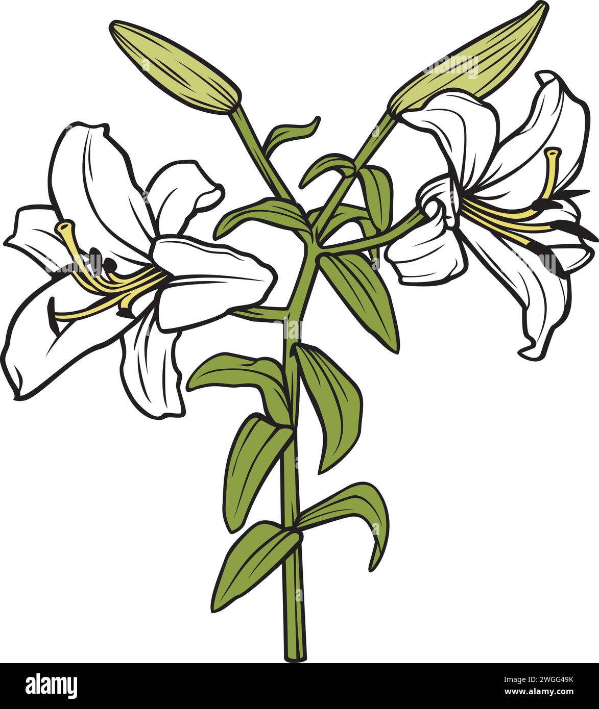 White Lily Flower Vector Illustration Stock Vector Image And Art Alamy