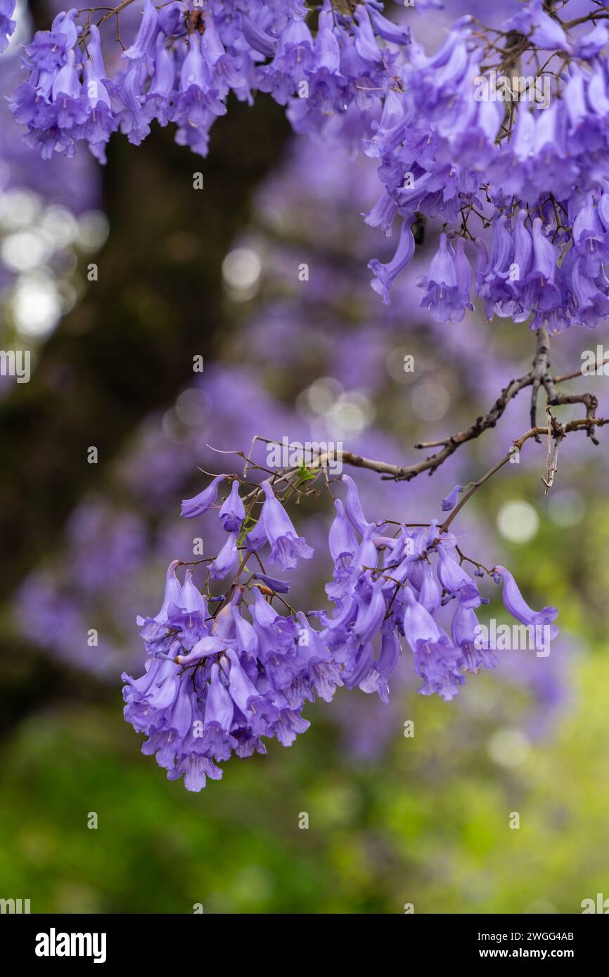 Jacaranda bloom in Adelaide, South Australia Stock Photo - Alamy